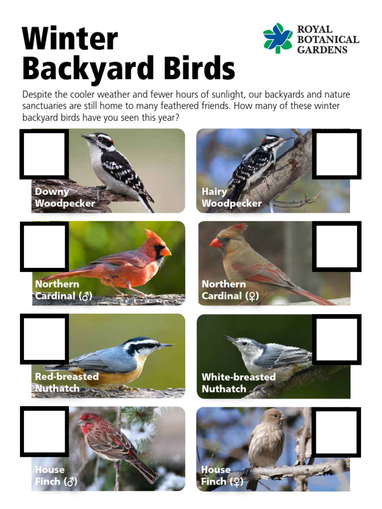 2020 Winter Backyard Birds | PDF