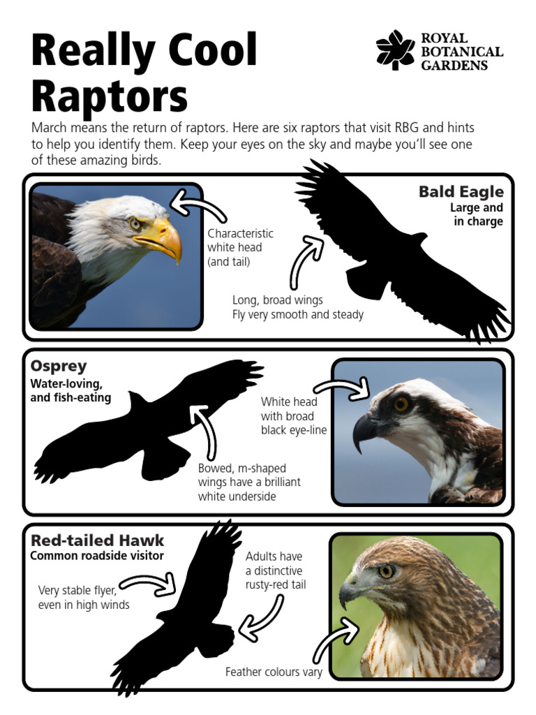 2021 RBG Activity Really Cool Raptors ID Sheet FINAL | PDF | Birds Of ...
