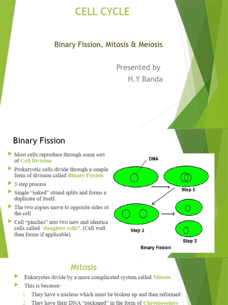 Cell Cycle Lecture | PDF | Meiosis | Mitosis