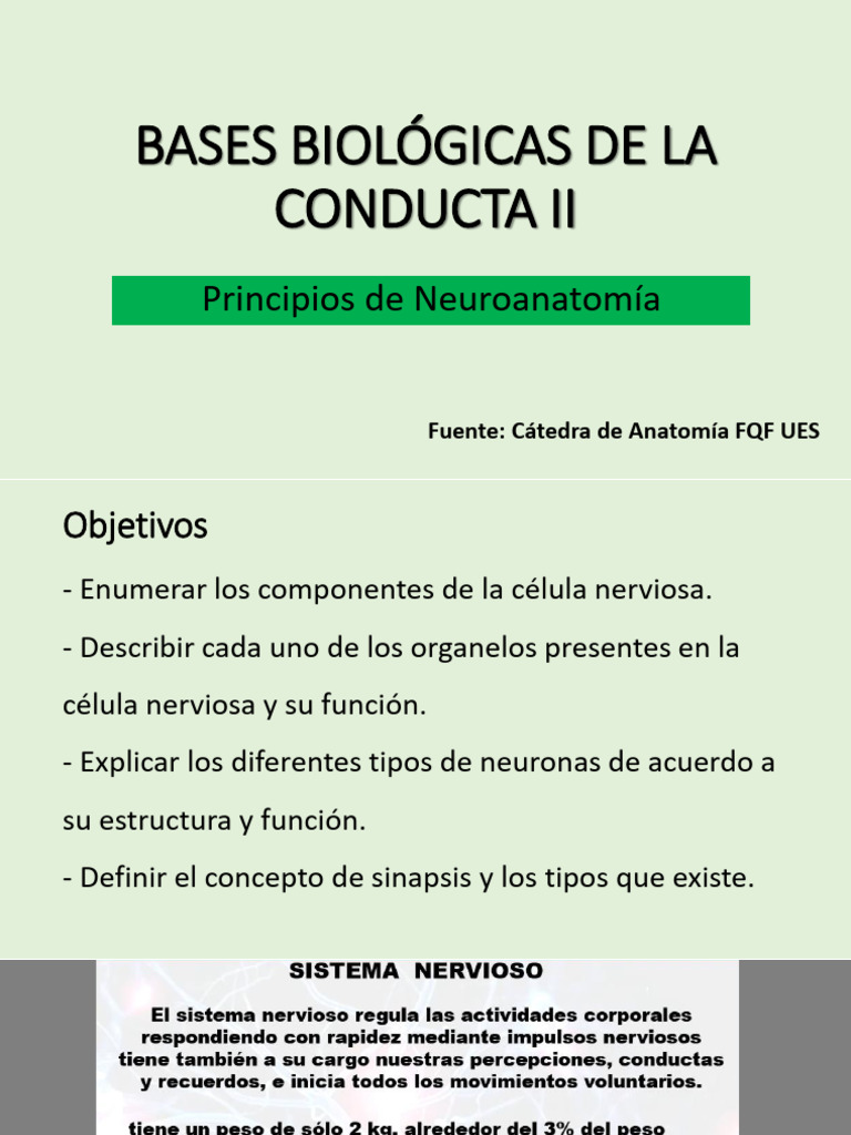Bases Biologicas de La Conducta Ii | PDF