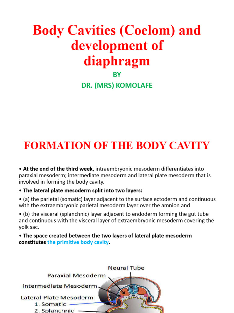 Body Cavities (Coelom) and Development of | PDF | Anatomy | Thorax ...