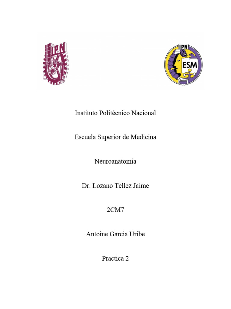 Practica Neuro1 | PDF | Médula espinal | Neuroanatomía