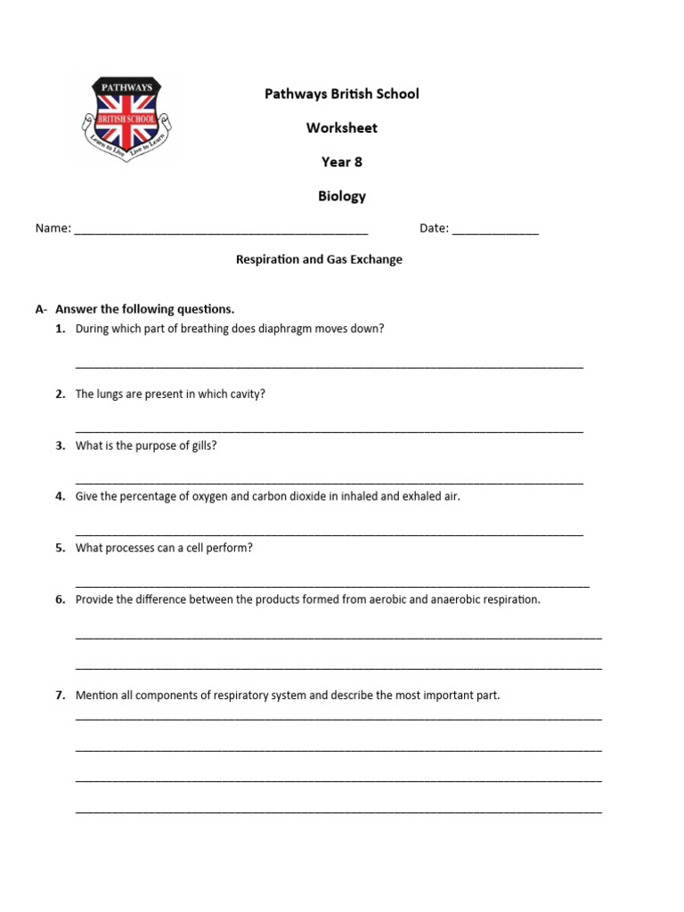 Year 8 Gas Exchange Worksheet | PDF | Respiratory System | Exhalation