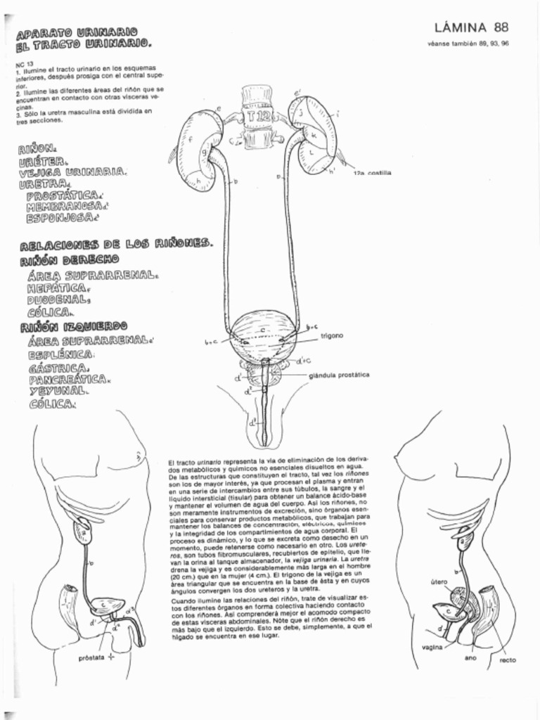 Anatomia Cromodinamica para Colorear - Kapit, Elson | PDF Anatomia Cromodinamica para Colorear - Kapit, Elson | PDF