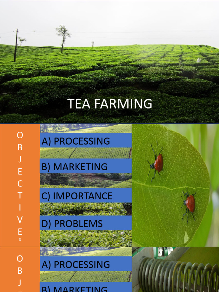 Comprehensive Guide to Tea Farming | PDF | Agriculture