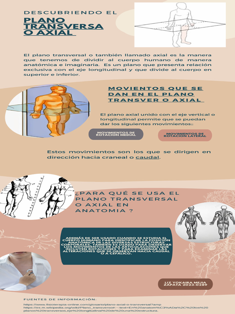Infografia Anatomica de Plano Transversal Azul Beige | PDF