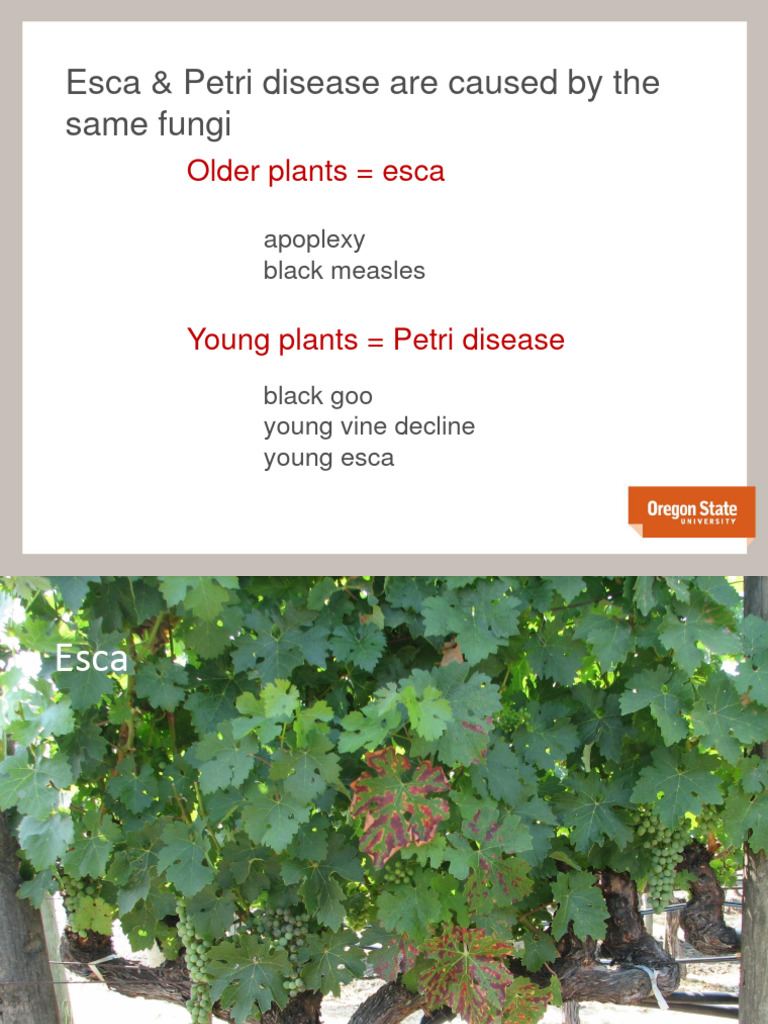 Grapevine Trunk Disease Slides 2 | PDF | Mycology | Organisms