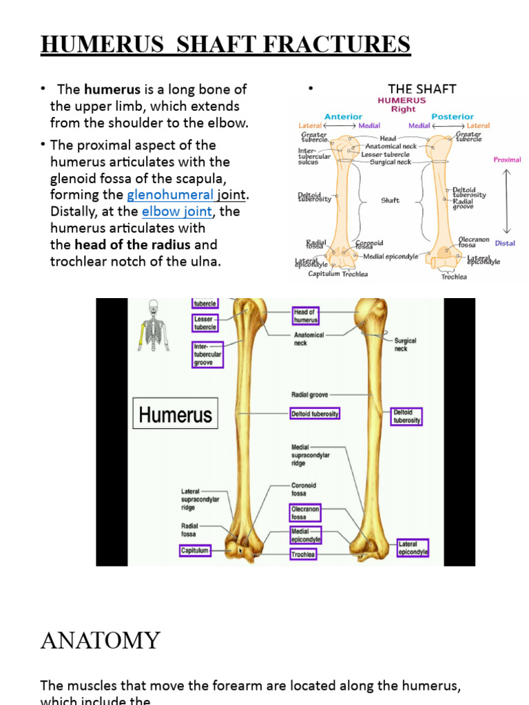 Humerus Shaft Fractures | PDF | Elbow | Arm