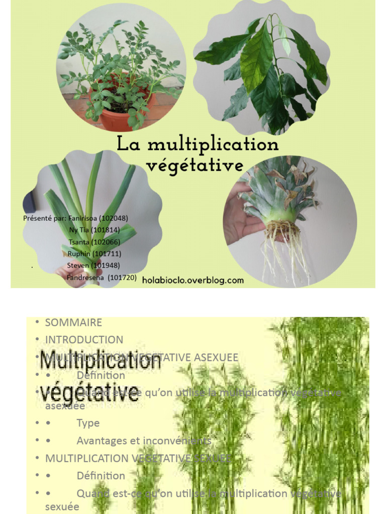 Multiplication Végétative : Avantages et Inconvénients | PDF | la ...