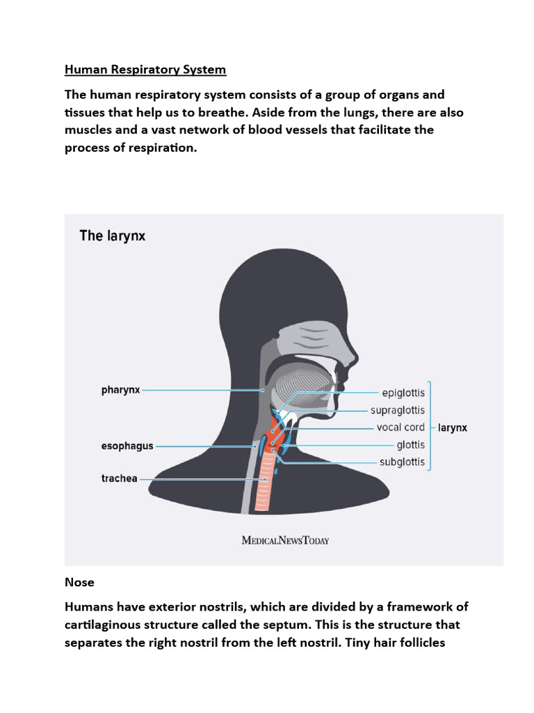 Human Respiratory System | PDF | Lung | Respiratory Tract