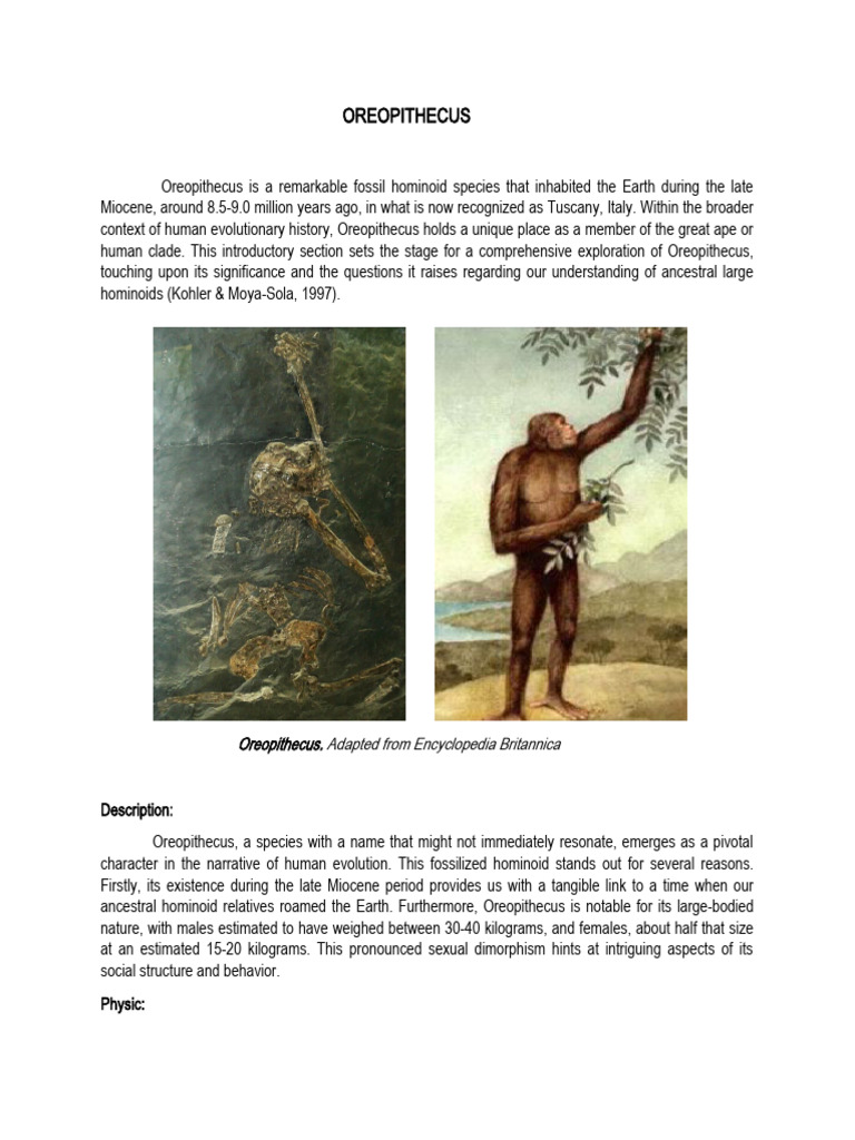 Oreopithecus | PDF | Ape | Hominidae