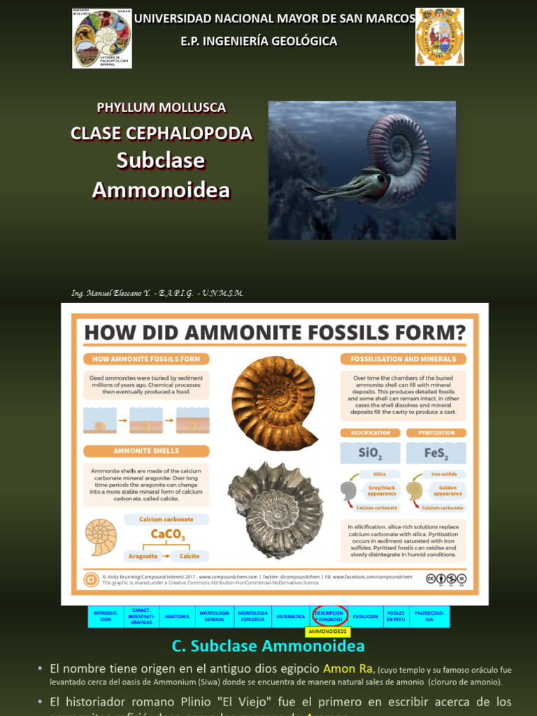12.SubClase Ammonoidea 24 I | PDF
