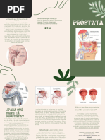 Anatomía de la Próstata Masculina | PDF