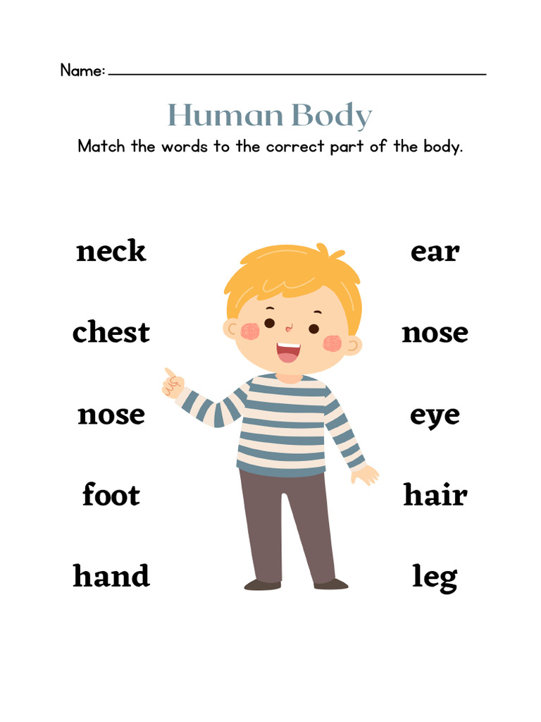 Human Body | PDF