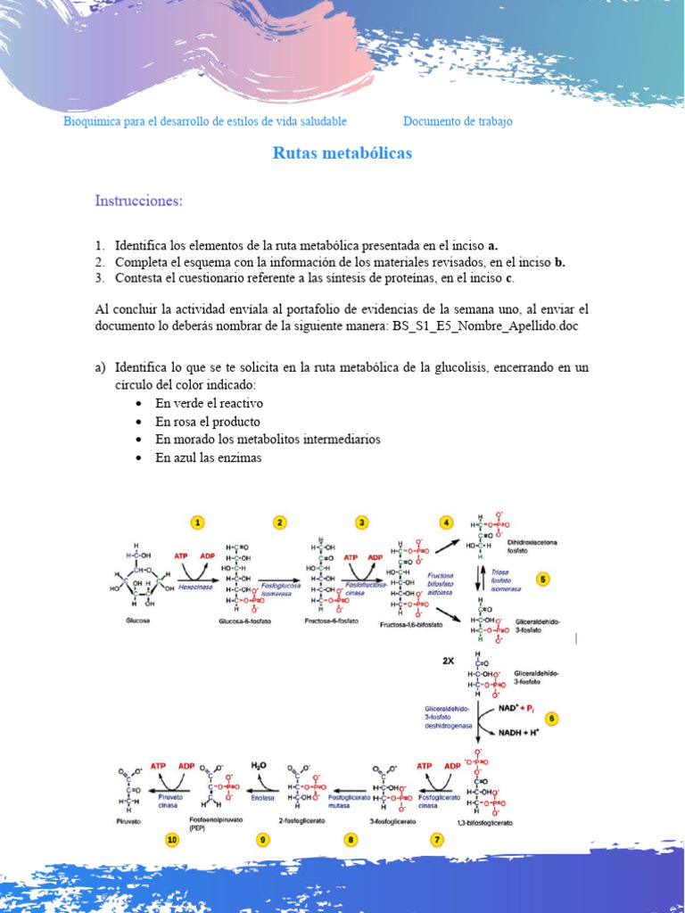 Rutas_metabolicas_A | PDF | Metabolismo | Bioquímica