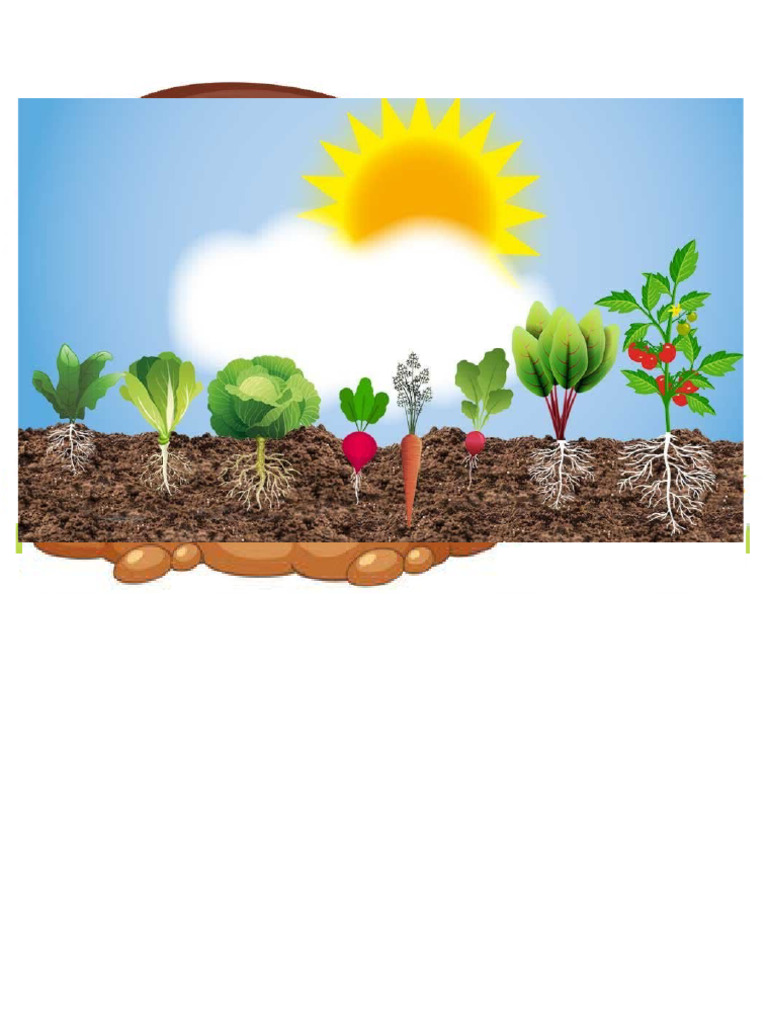 Needs of Plants | PDF