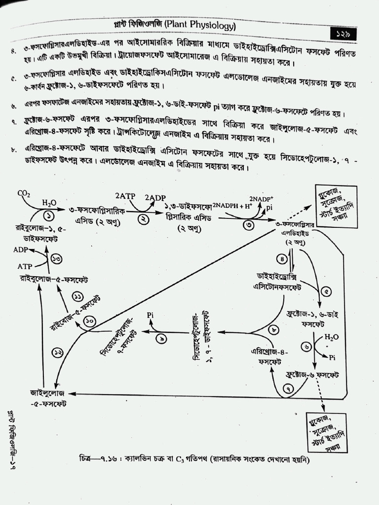 C3 Cycle 2 | PDF