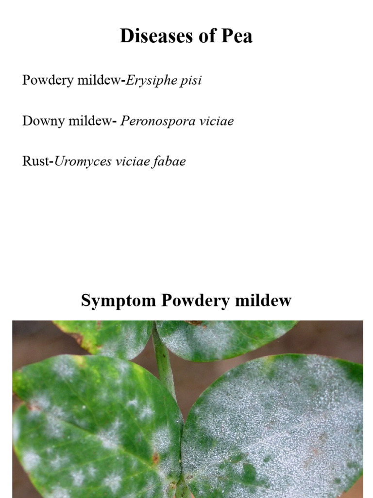 Diseases of Pea | PDF | Mycology | Botany