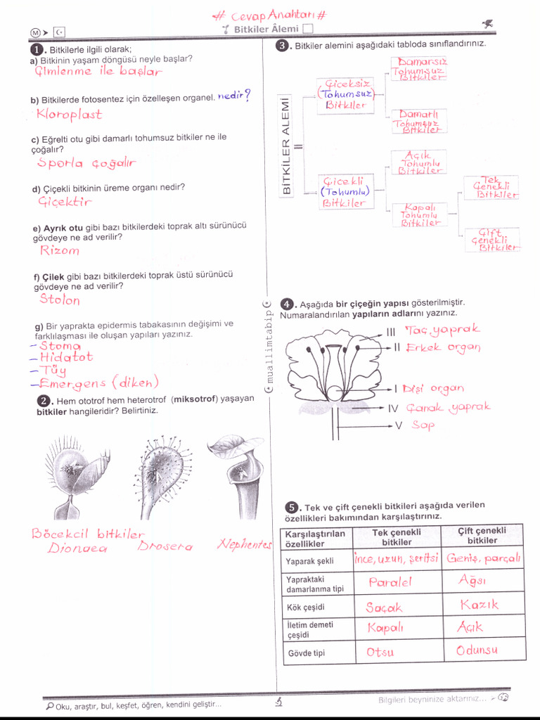 Bitkiler Alemi ? Çözüm | PDF