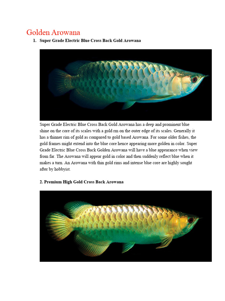 Golden Arowana | PDF | Color