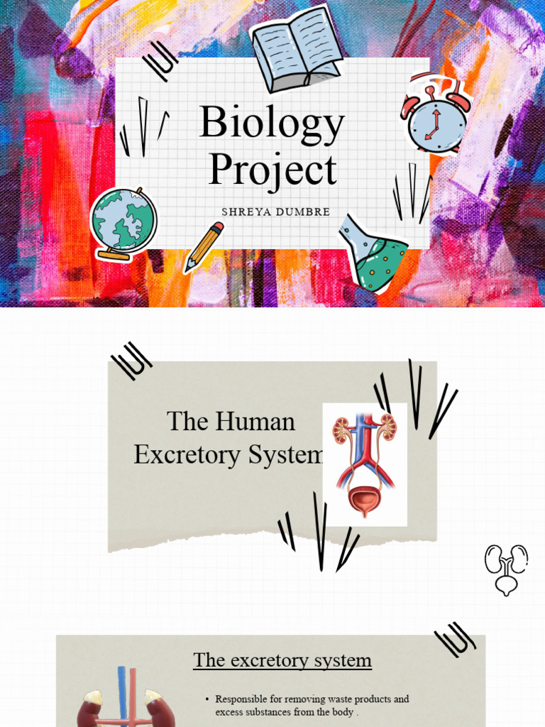 Biology Project For Hutchings Junior College | PDF | Kidney | Urinary ...