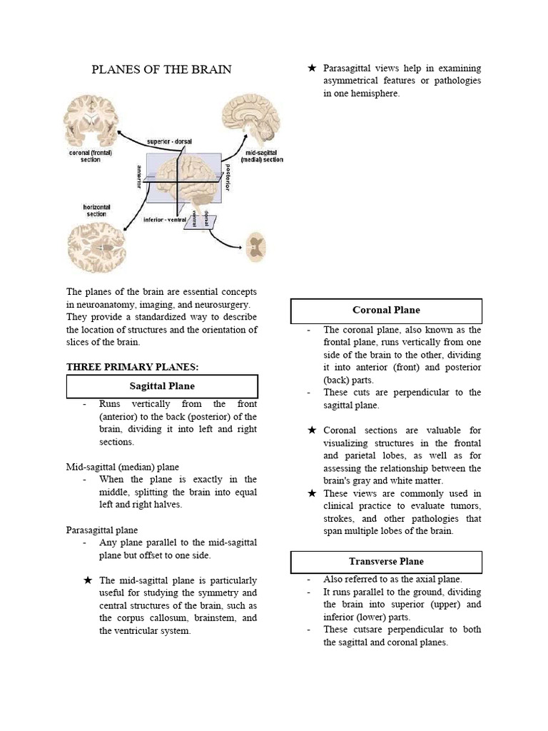 Planes of the Brain | Download Free PDF | Temporal Lobe | Nervous System