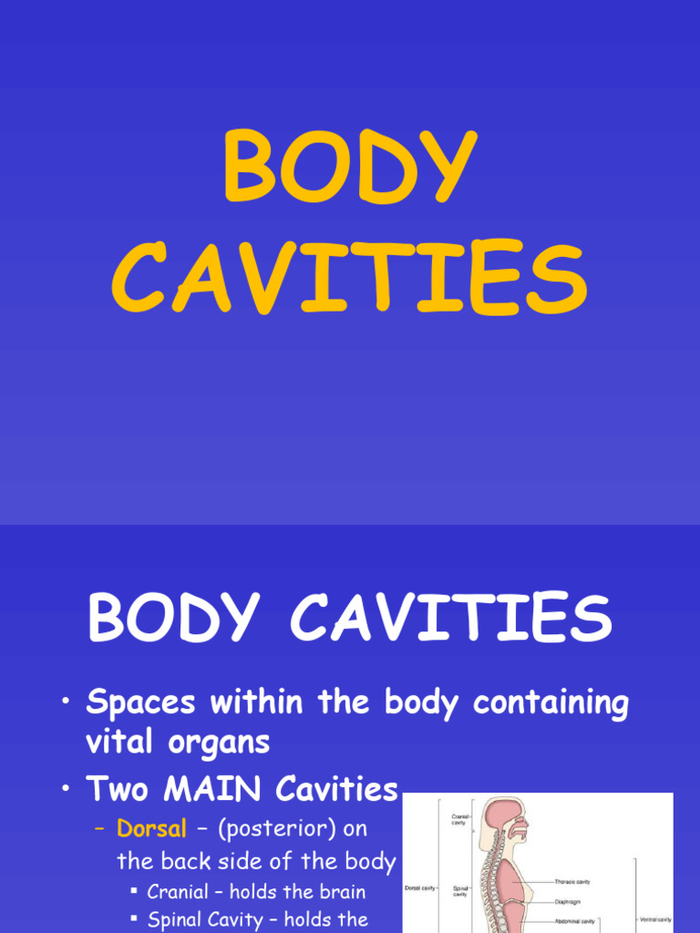 2body Planes Directions and Cavities2 | PDF | Abdomen | Anatomical ...