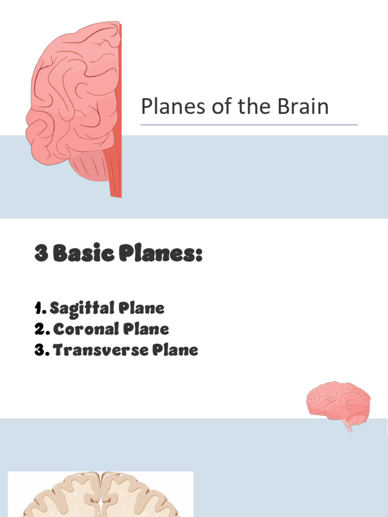 Planes of The Brain | PDF | Temporal Lobe | Frontal Lobe