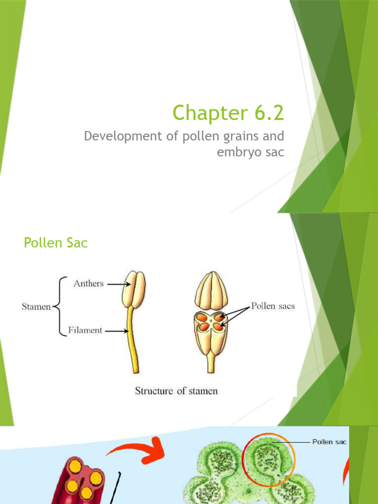 F5 Bio C6.2 Sexual Reproduction On Flowering Plants | PDF | Seed | Embryo