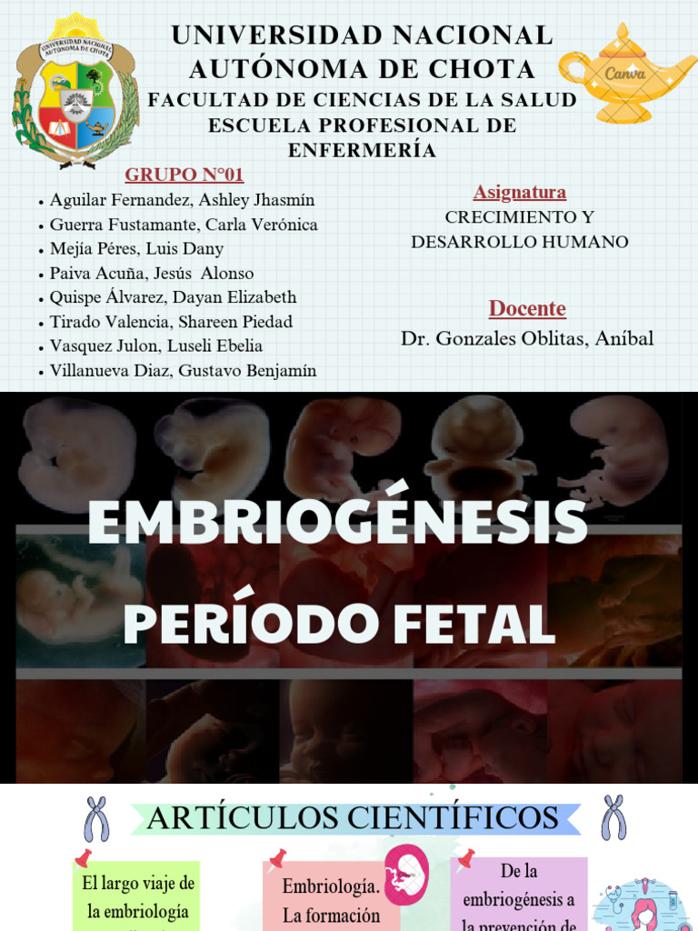 Diap. Embriogenésis y Periodo Fetal | PDF | Feto | Testículo