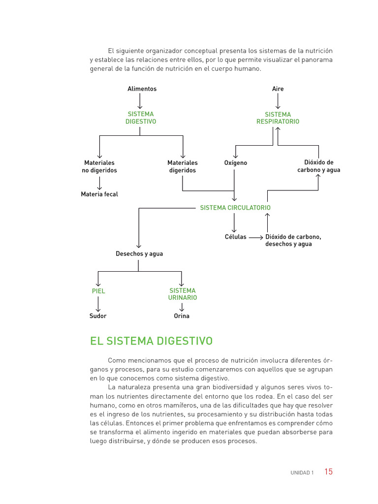 NUTRICIÓN-Sistema digestivo | Descargar gratis PDF | Digestión | Sistema digestivo humano