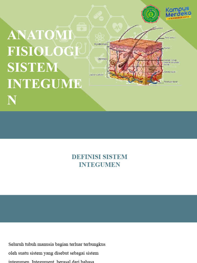 2. Anatomi Fisiologi Sistem Integumen (1) | PDF