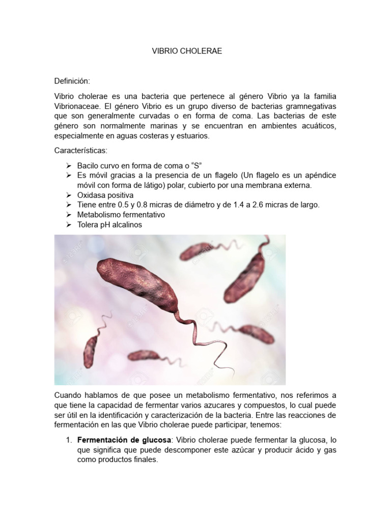 Vibrio Cholerae | PDF | Diarrea | Cólera