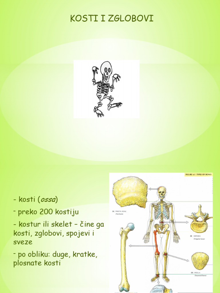 Kosti, Zglobovi I Vezivno Tkivo | PDF