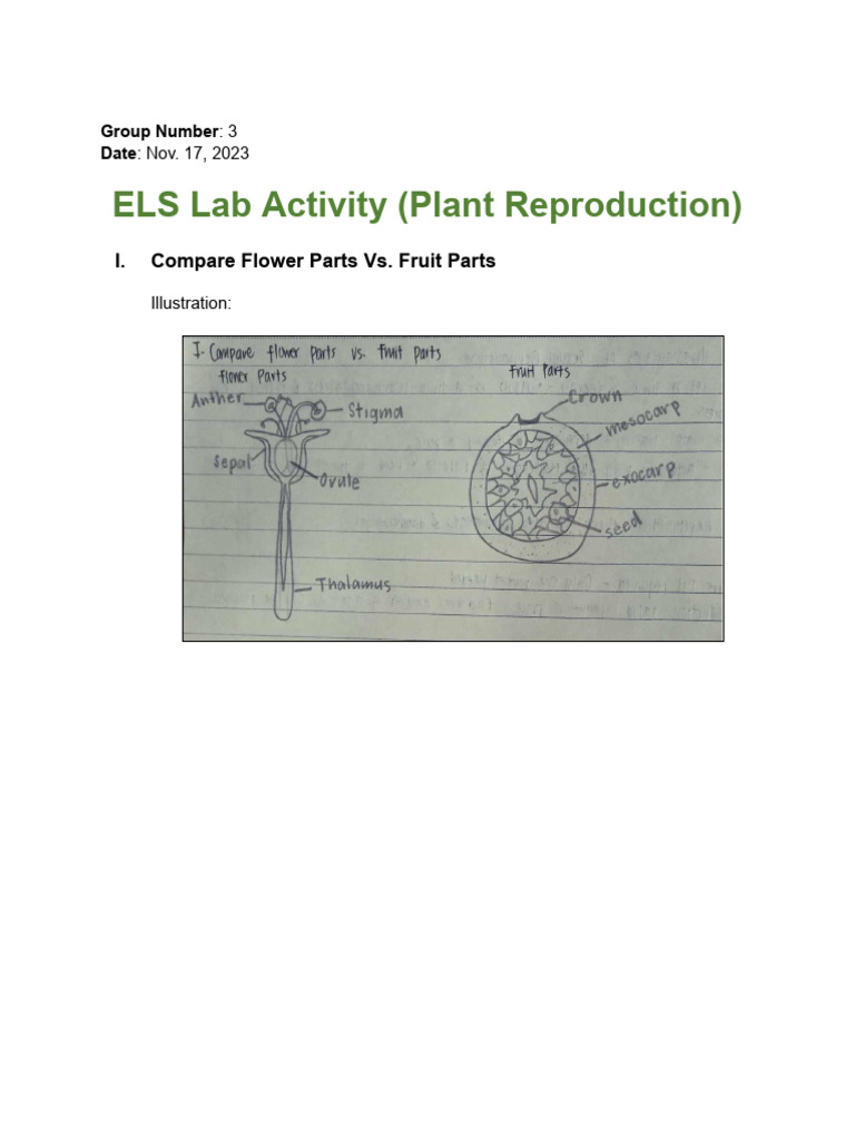 ELS-Lab-Activity Dot Dot | PDF | Reproduction | Botany