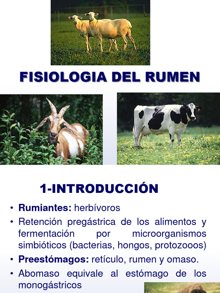 Clase 4 Fisiologia Ruminal Clase 2021 | PDF | Las bacterias | Biología