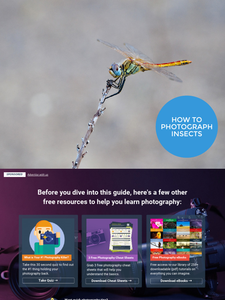 Insect Photography | Download Free PDF | Camera Lens | Aperture