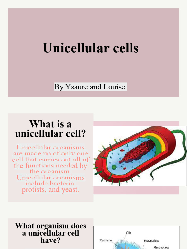 Unicellular Cells 2 | PDF | Vacuole | Cell (Biology)