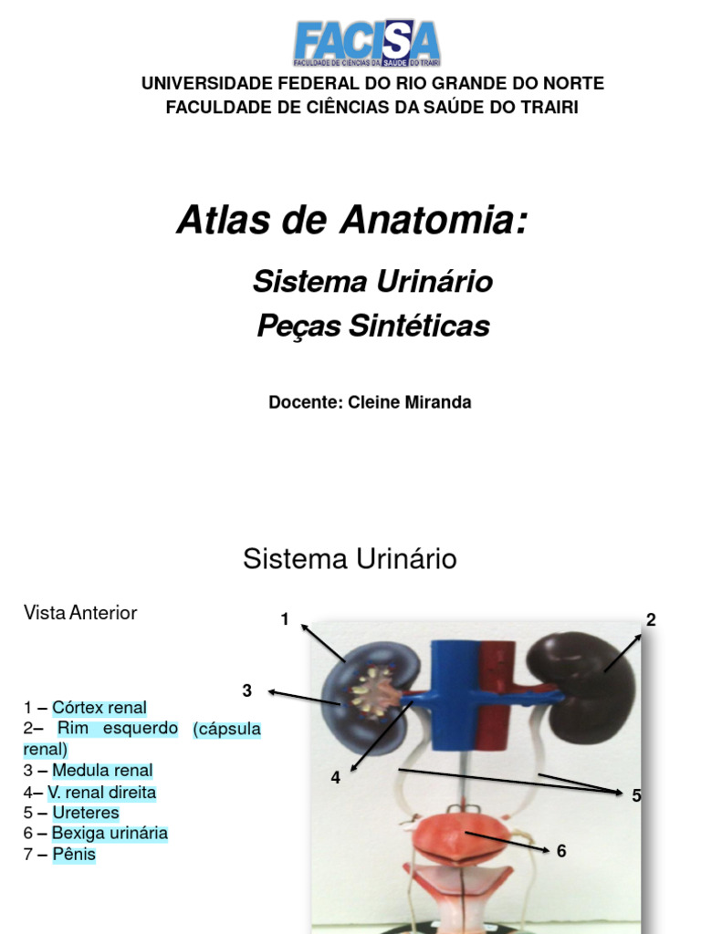 Atlas - Anatomia - Sistema - Urinrio MARCADOS | PDF | Rim | Anatomia