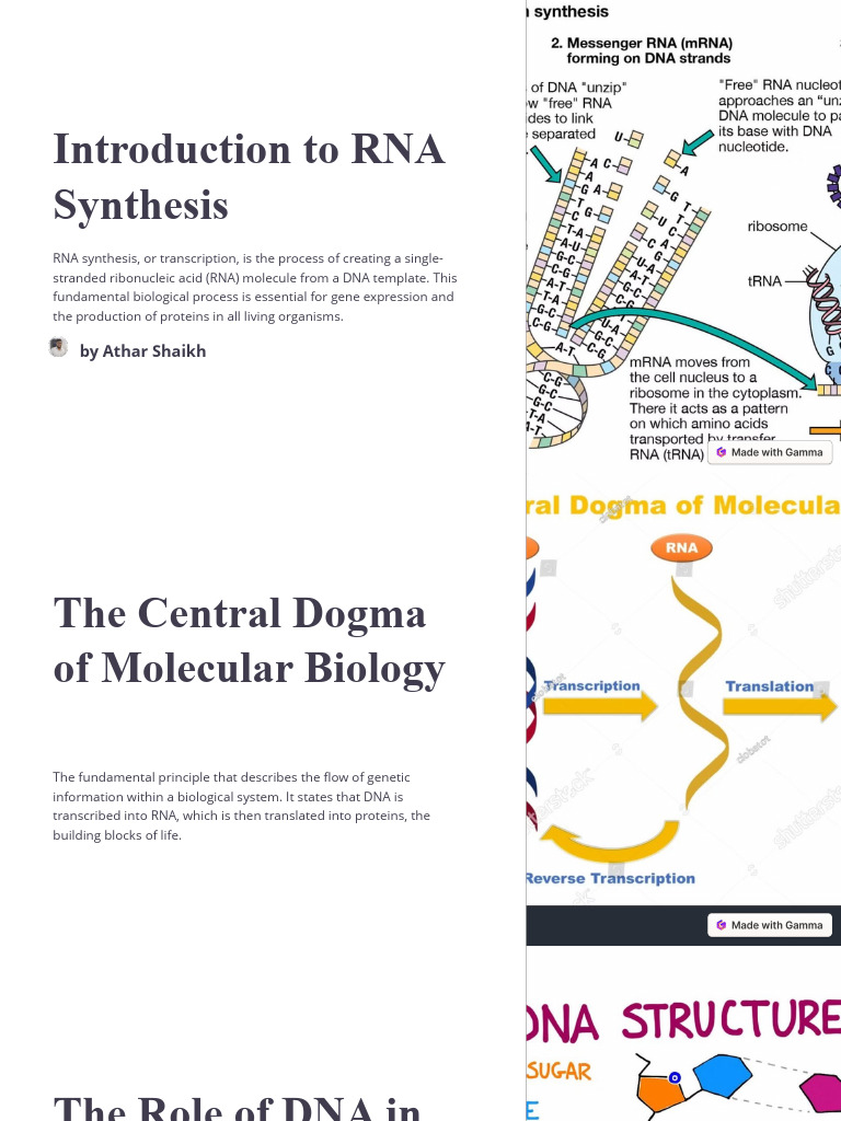 Introduction and Importance of RNA Synthesis | PDF | Rna | Dna
