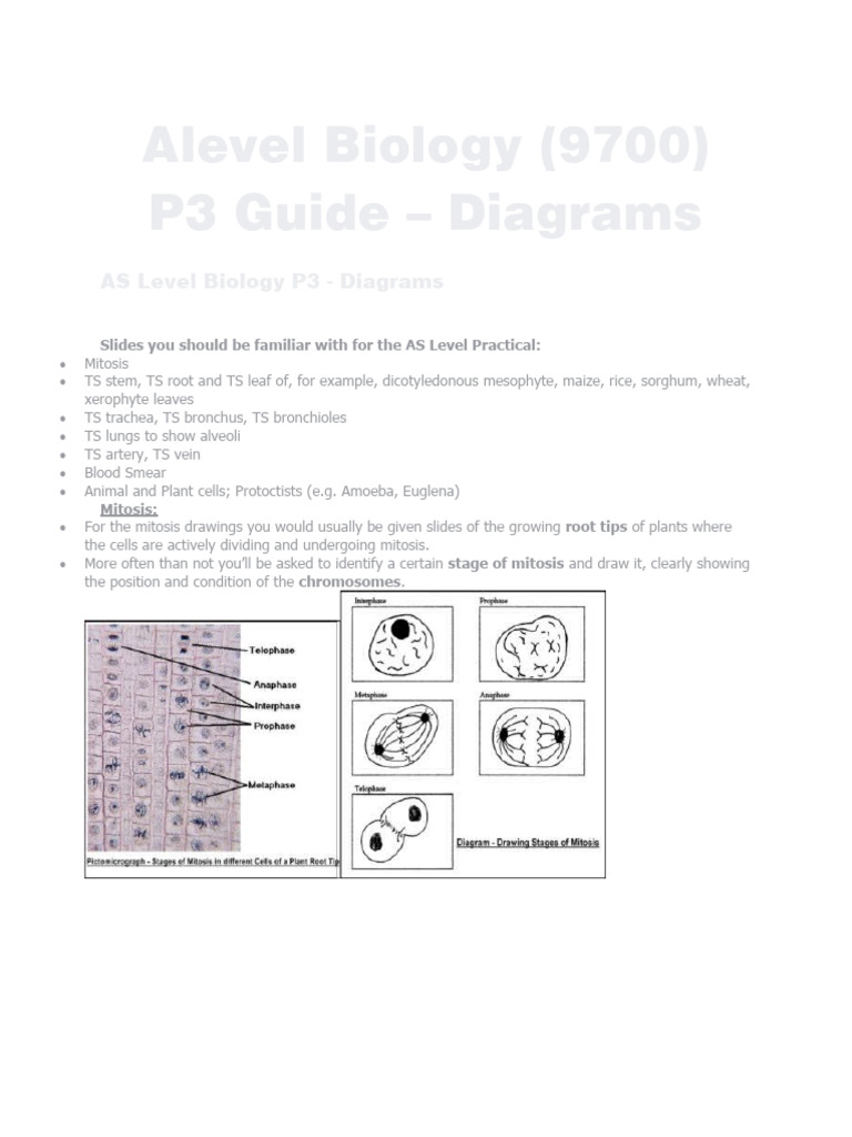 guide to P3 diagrams | PDF | Lung | Mitosis