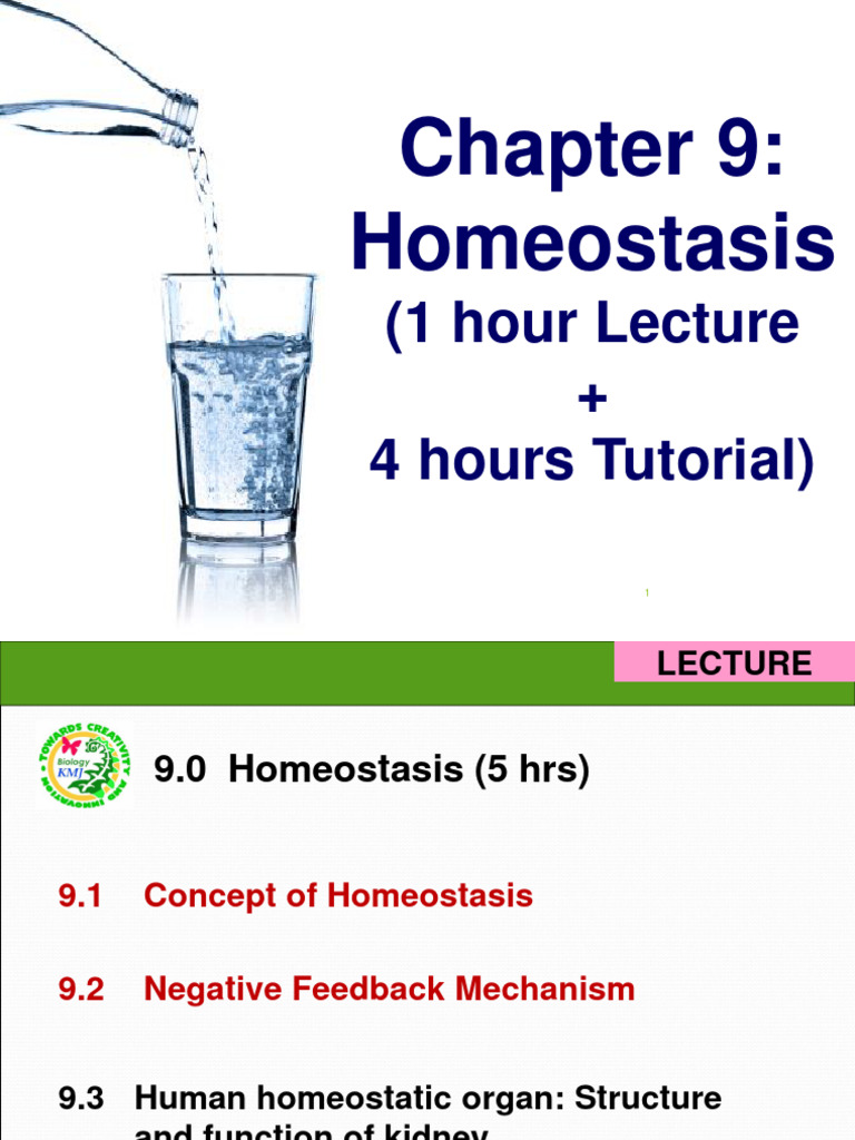 Topic 9 Homeostasis 2022-23 EI | PDF | Kidney | Homeostasis