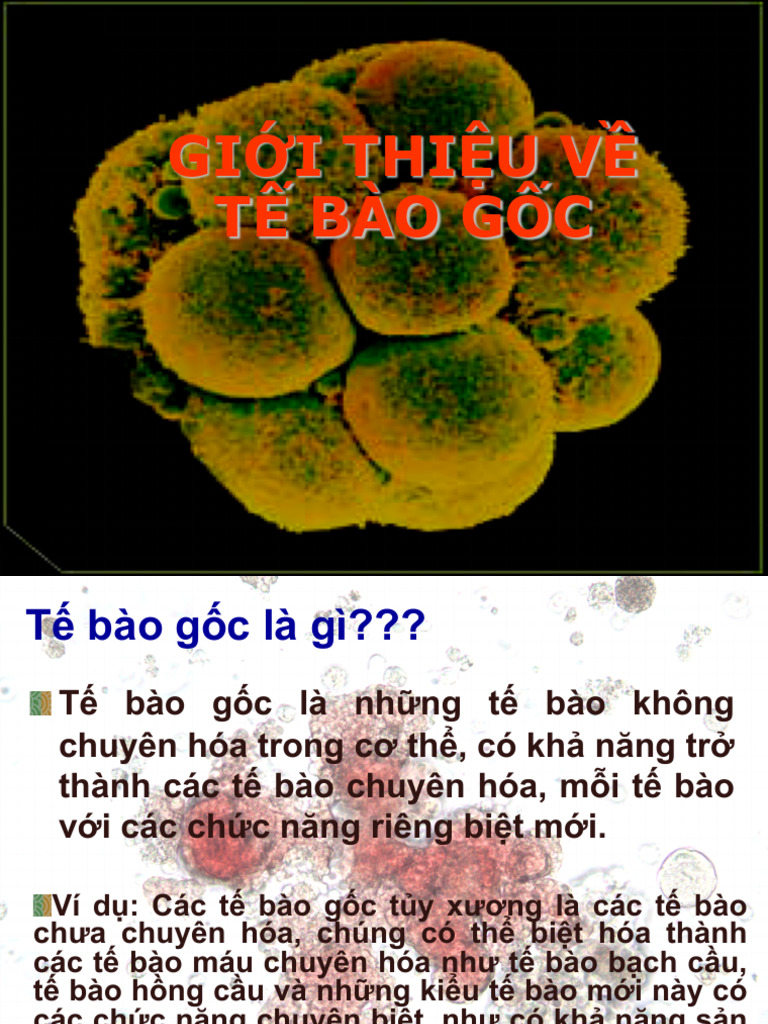 Bài 2 Gioi Thieu Ve Te Bao Goc Pdf