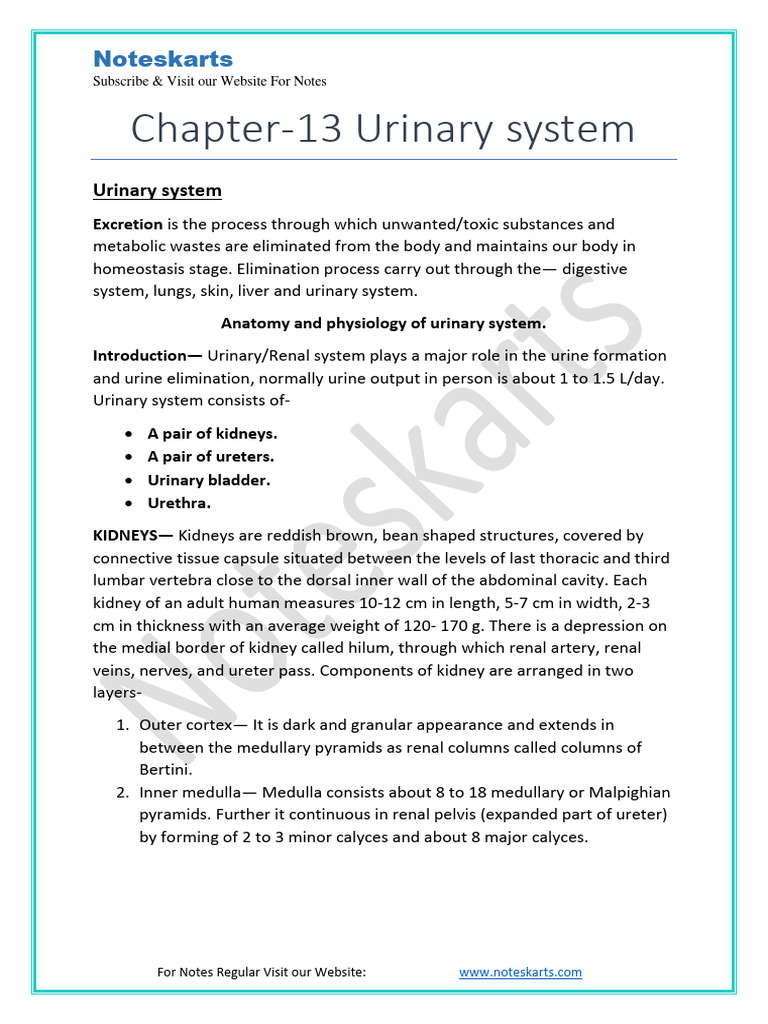 Chapter 13 Urinary System Anatomy and Physiology of Urinary System ...