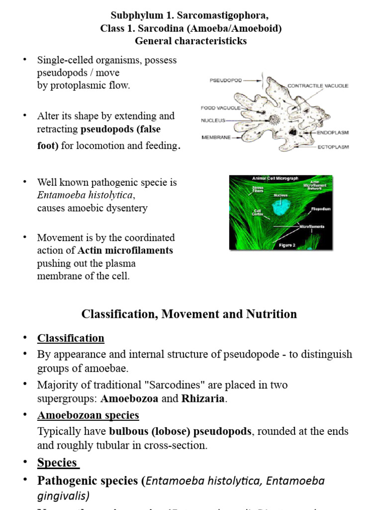 Amoeba: Classification, Movement, and Pathology | PDF | Biology ...