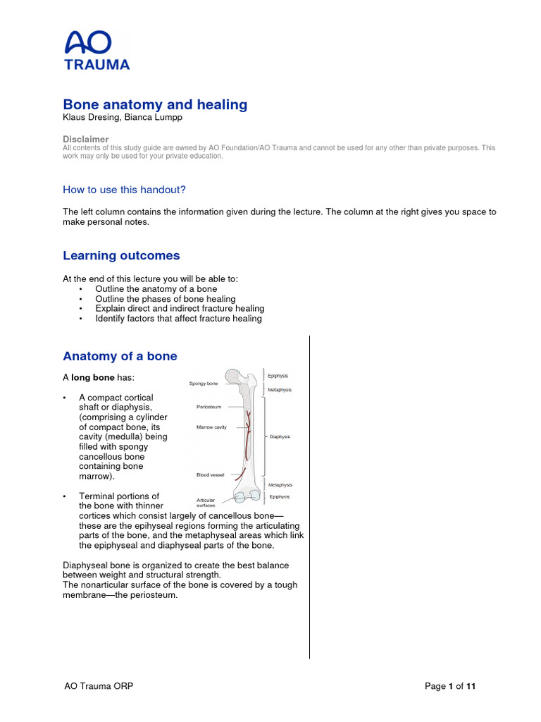 Handout_Bone Anatomy and Healing_nLogo_high (1) | Download Free PDF ...