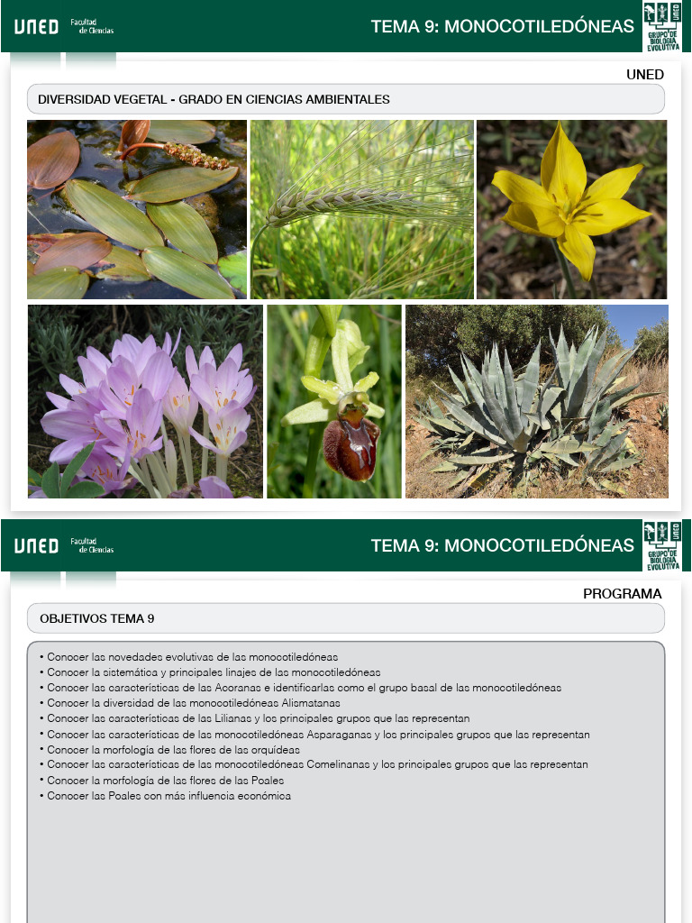 Material Adicional Tema 9 | PDF | Tallo de la planta | Botánica