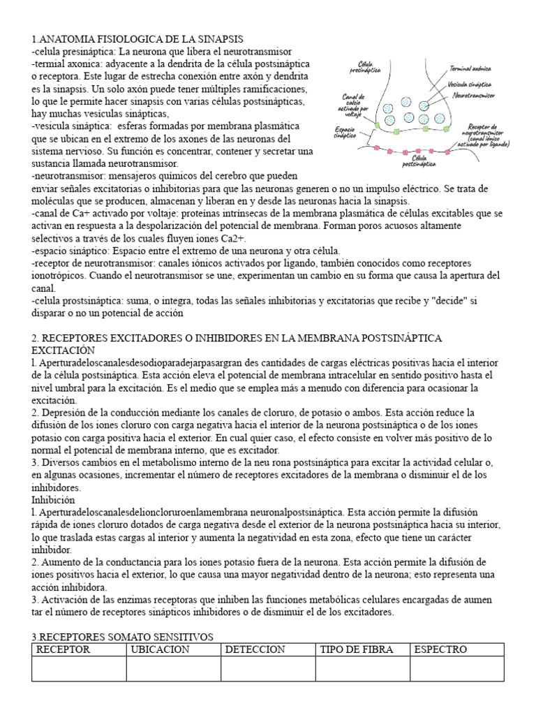 Anatomía y Función de la Sinapsis | PDF | Sinapsis | Biología