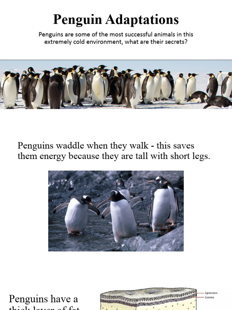 Penguin adaptations part 1 | PDF