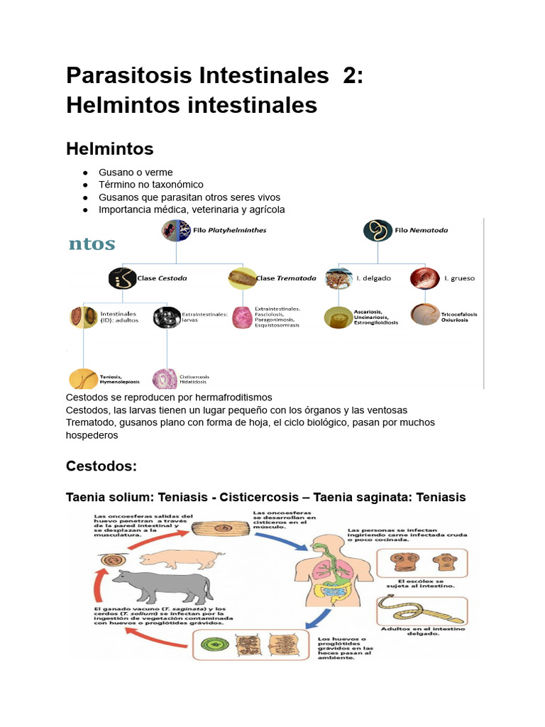 Parasitosis Intestinales 2: Helmintos Intestinales | PDF ...